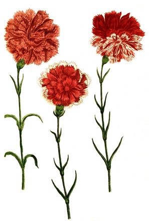 Caryophyllus Hortensis Carnation Plants Clove Plant Editorial Stock ...