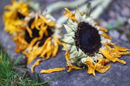 Overblown Sunflowers Photopraphed Garden Editorial Stock Photo - Stock ...
