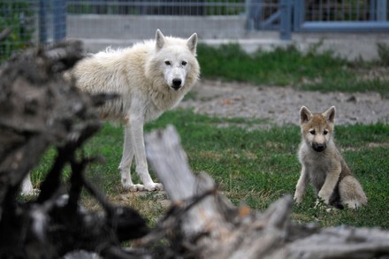 39 Vinnytsia wolves Stock Pictures, Editorial Images and Stock Photos ...