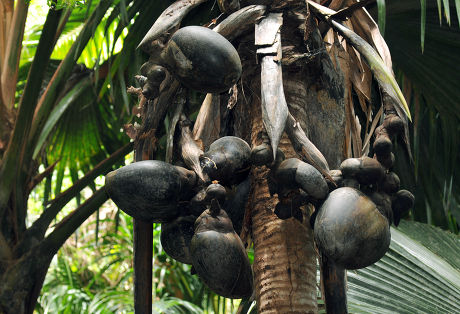 23 Coco palm plant Stock Pictures, Editorial Images and Stock Photos ...