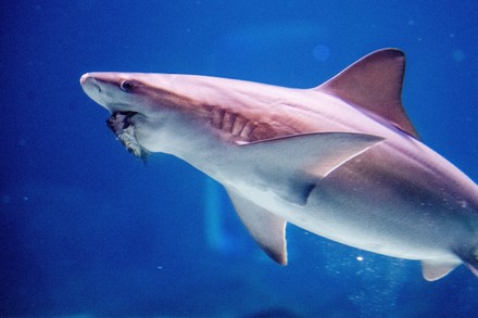 Shark Day Celebrated Orientarium Lodz Poland Editorial Stock Photo ...
