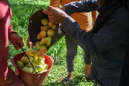 __COUNT__ imágenes de Kurdish Farmers Harvest Pear Fruit, Al-Basouta ...