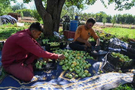 Kurdish Farmers Harvest Pear Fruit Village Editorial Stock Photo ...