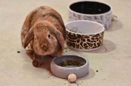 Decorations Rabbit Motifs Bunny Cafe Center Editorial Stock Photo ...