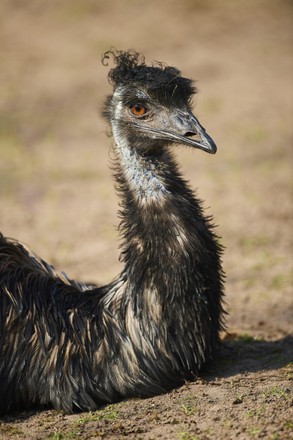 Emu Dromaius Novaehollandiae Lying Portrait Bavaria Editorial Stock ...