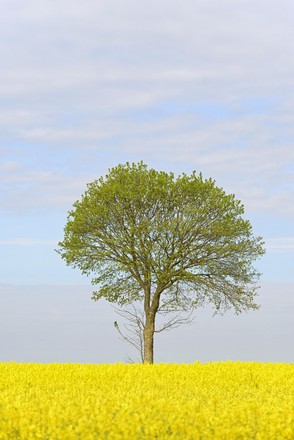 Deciduous Tree Solitary Tree Leaf Shoots Editorial Stock Photo - Stock ...