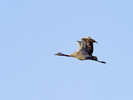 750 Flying crane Stock Pictures, Editorial Images and Stock Photos ...