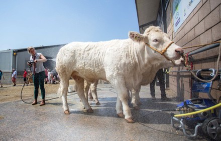 Picture Shows Farmer Washing Down Cattle Editorial Stock Photo - Stock ...