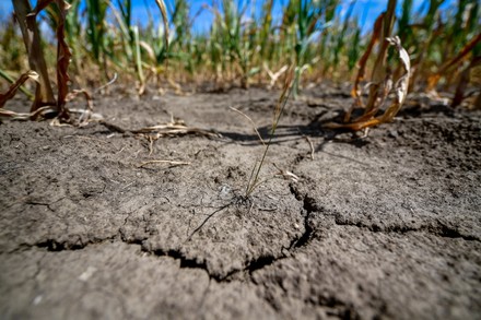 Dried Out Soil Cracked Maize Field Editorial Stock Photo - Stock Image ...