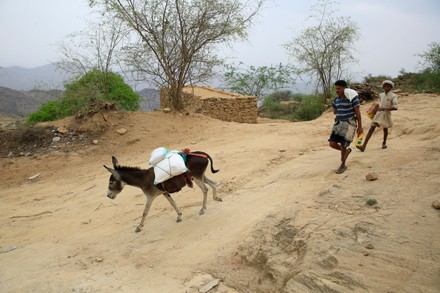 Yemenis Lead Donkey Transporting Emergency Food Editorial Stock Photo ...