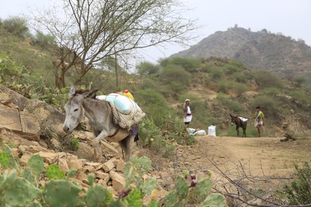 Donkeys Transport Emergency Food Aid Remote Editorial Stock Photo ...