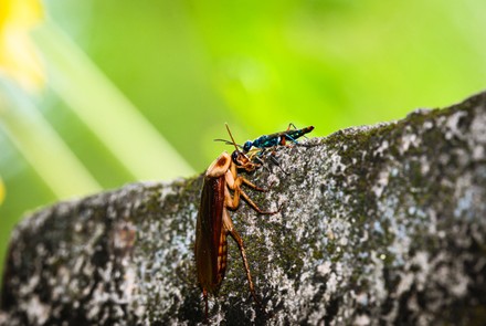 Jewel Wasp Emerald Cockroach Wasp Ampulex Editorial Stock Photo - Stock ...