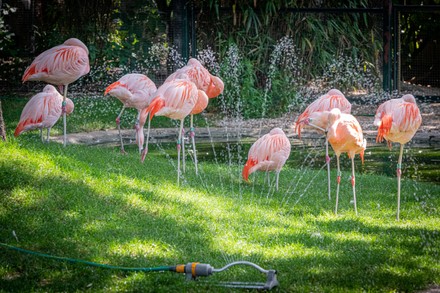 Flamingos Chill Under Lawn Sprinkler Help Editorial Stock Photo - Stock ...