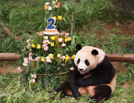 Baby Panda Fubao Eats Amusement Park Editorial Stock Photo - Stock ...