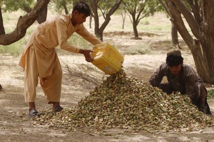 Afghan Farmers Collect Almonds Samangan Province Editorial Stock Photo ...