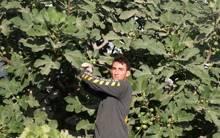 Palestinian Man Collects Figs During Harvest Editorial Stock Photo ...