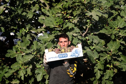 Palestinian Man Collects Figs During Harvest Editorial Stock Photo ...