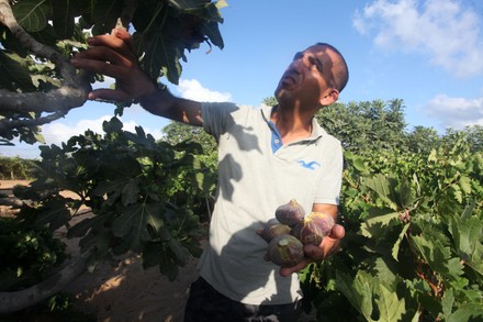 Palestinian Man Collects Figs During Harvest Editorial Stock Photo ...