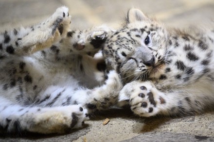 2,000 Snow leopard Stock Pictures, Editorial Images and Stock Photos ...