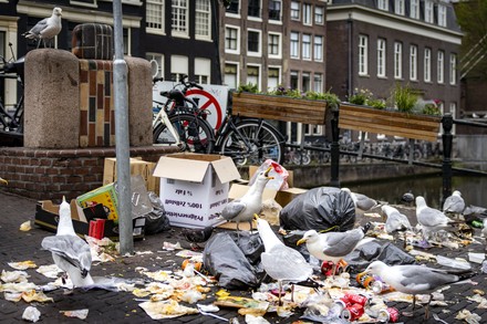 Birds Garbage Bags Loose Waste On Editorial Stock Photo - Stock Image ...