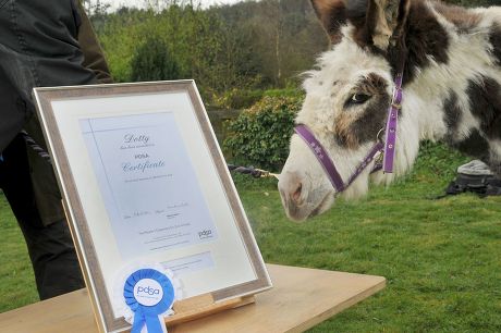 Dotty Donkey Her Pdsa Bravey Award Editorial Stock Photo - Stock Image ...