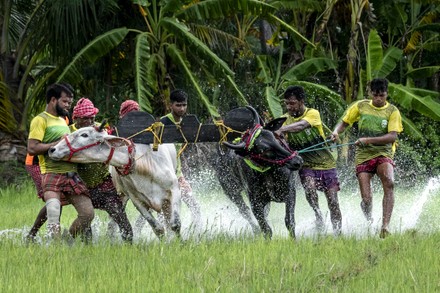250 Cattle racing Stock Pictures, Editorial Images and Stock Photos ...