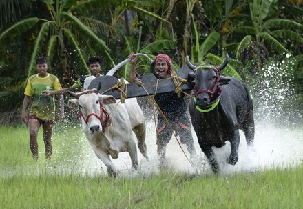 250 Cattle racing Stock Pictures, Editorial Images and Stock Photos ...