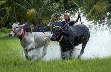 250 Cattle racing Stock Pictures, Editorial Images and Stock Photos ...