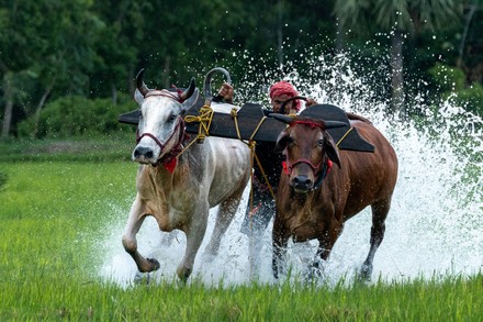 250 Cattle racing Stock Pictures, Editorial Images and Stock Photos ...