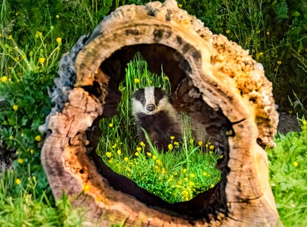 Cant See Wood Trees Badger Framed Editorial Stock Photo - Stock Image ...
