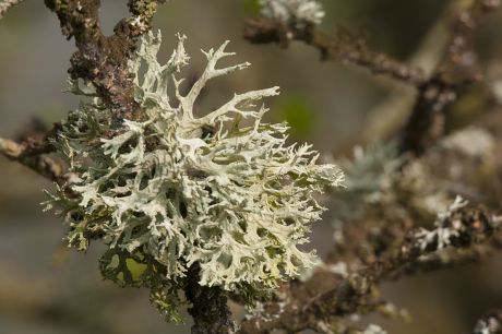 Lichen Genus Usnea Editorial Stock Photo - Stock Image | Shutterstock