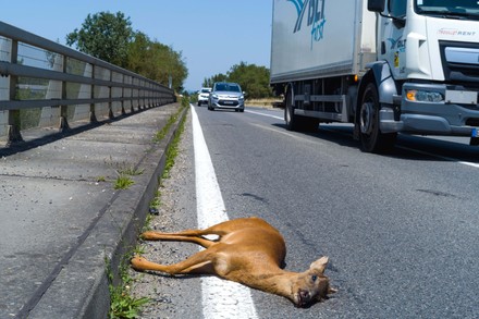 Dead Young Doe Hit By Vehicle Editorial Stock Photo - Stock Image ...