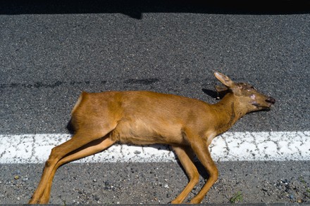 Dead Young Doe Hit By Vehicle Editorial Stock Photo - Stock Image ...