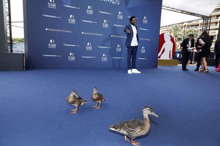 Ducks Walk During Closing Ceremony 61th Editorial Stock Photo - Stock ...