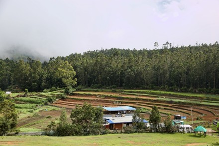 Farmland Mannavanur Village Tamil Nadu India Editorial Stock Photo ...