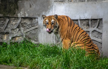 250 Nepal tiger Stock Pictures, Editorial Images and Stock Photos ...