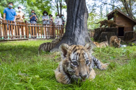 Tourists Watch Siberian Tiger Cubs Forest Editorial Stock Photo - Stock ...