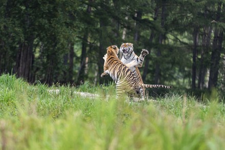 Two Siberian Tigers Interact Each Other Editorial Stock Photo - Stock ...