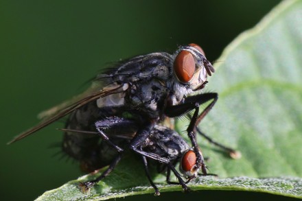House Flies Musca Domestica Mating On Editorial Stock Photo - Stock ...