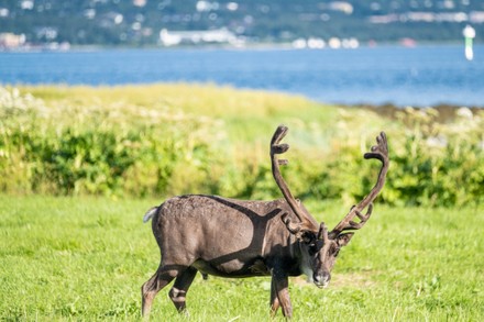 Several Reindeer Observed Near Airport Tromso Editorial Stock Photo ...