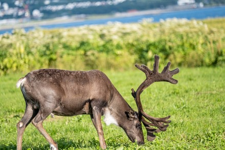 Several Reindeer Observed Near Airport Tromso Editorial Stock Photo ...