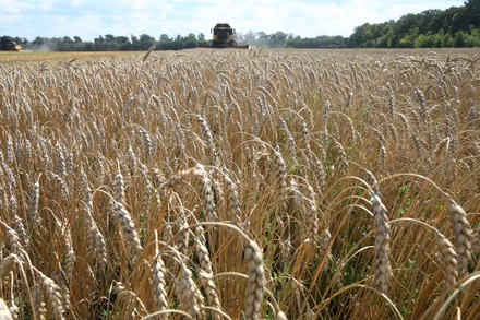 Field Wheat Pictured During Harvest Season Editorial Stock Photo ...