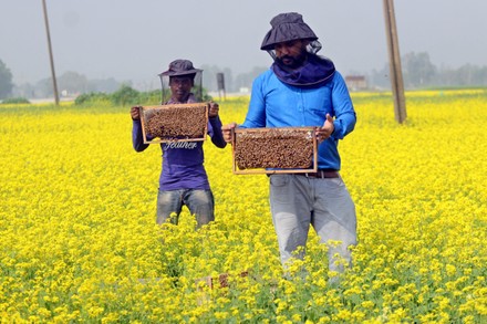 Farmers Seen Honey Farm Collecting Honeycomb Editorial Stock Photo ...
