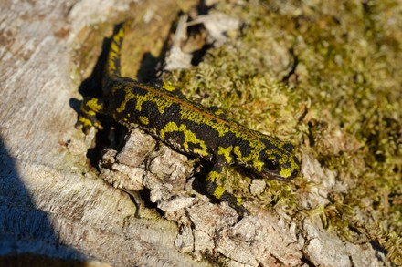 Spotted Salamander Salamandra Salamandra Species Urodel Editorial Stock ...