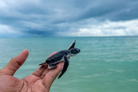 Hundreds Baby Sea Turtles On Thursday Editorial Stock Photo - Stock ...