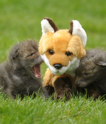 Three Fox Cubs Their Surrogate Mother Editorial Stock Photo - Stock ...