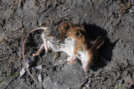 Dead Mouse Editorial Stock Photo - Stock Image | Shutterstock