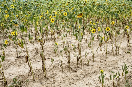 Sunflower Stalks Completely Dried Out Field Editorial Stock Photo ...