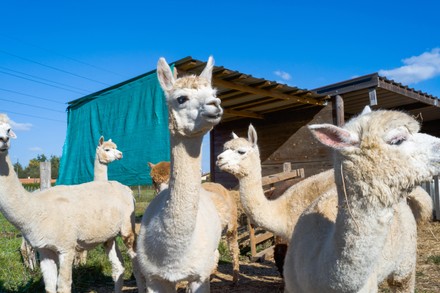 France Montauban 20211028 Female Alpacas Follow Editorial Stock Photo ...