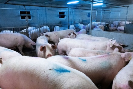 500 Pig breeding Stock Pictures, Editorial Images and Stock Photos ...